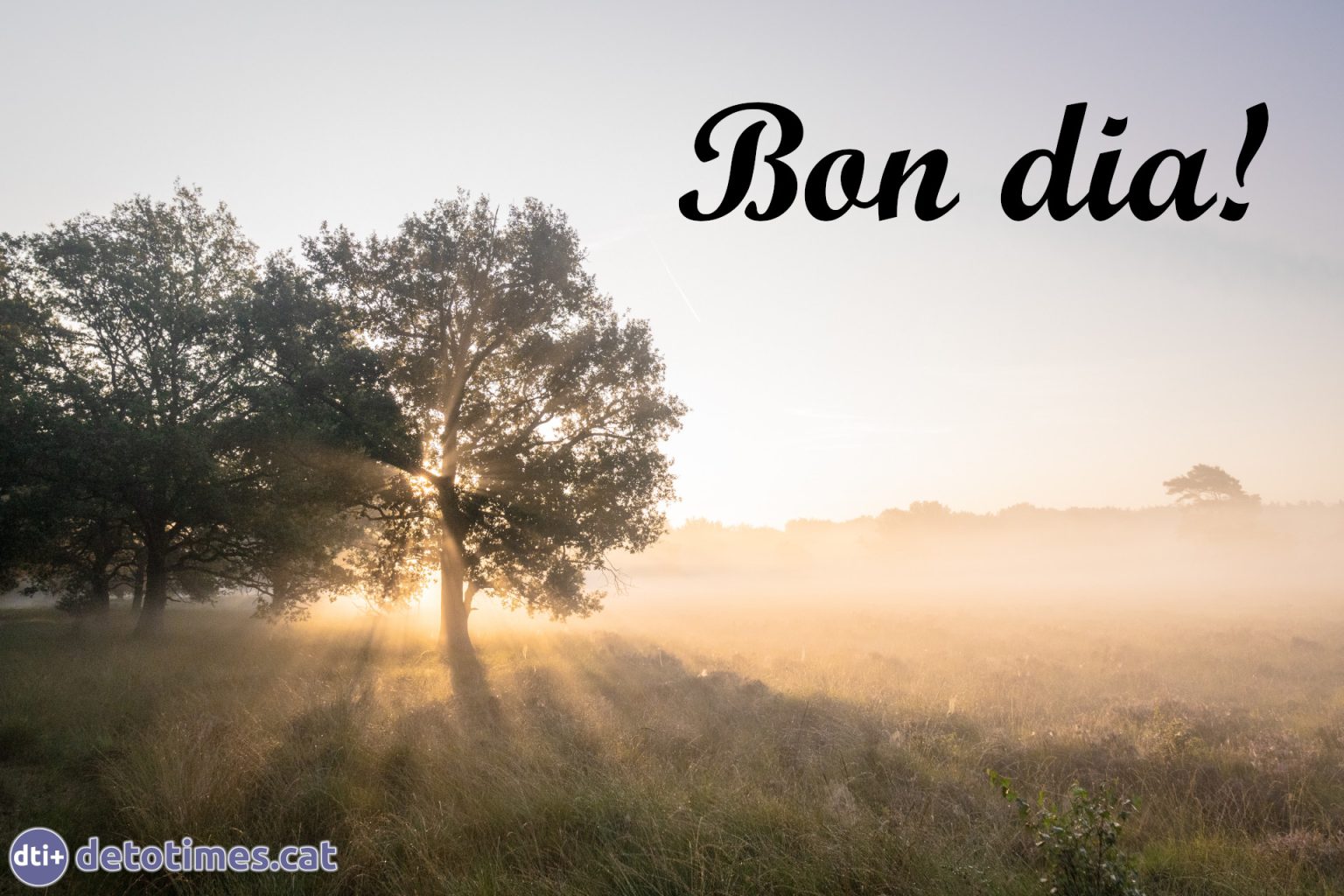 Les millors frases i imatges de Bon dia gratis! | De tot i més!